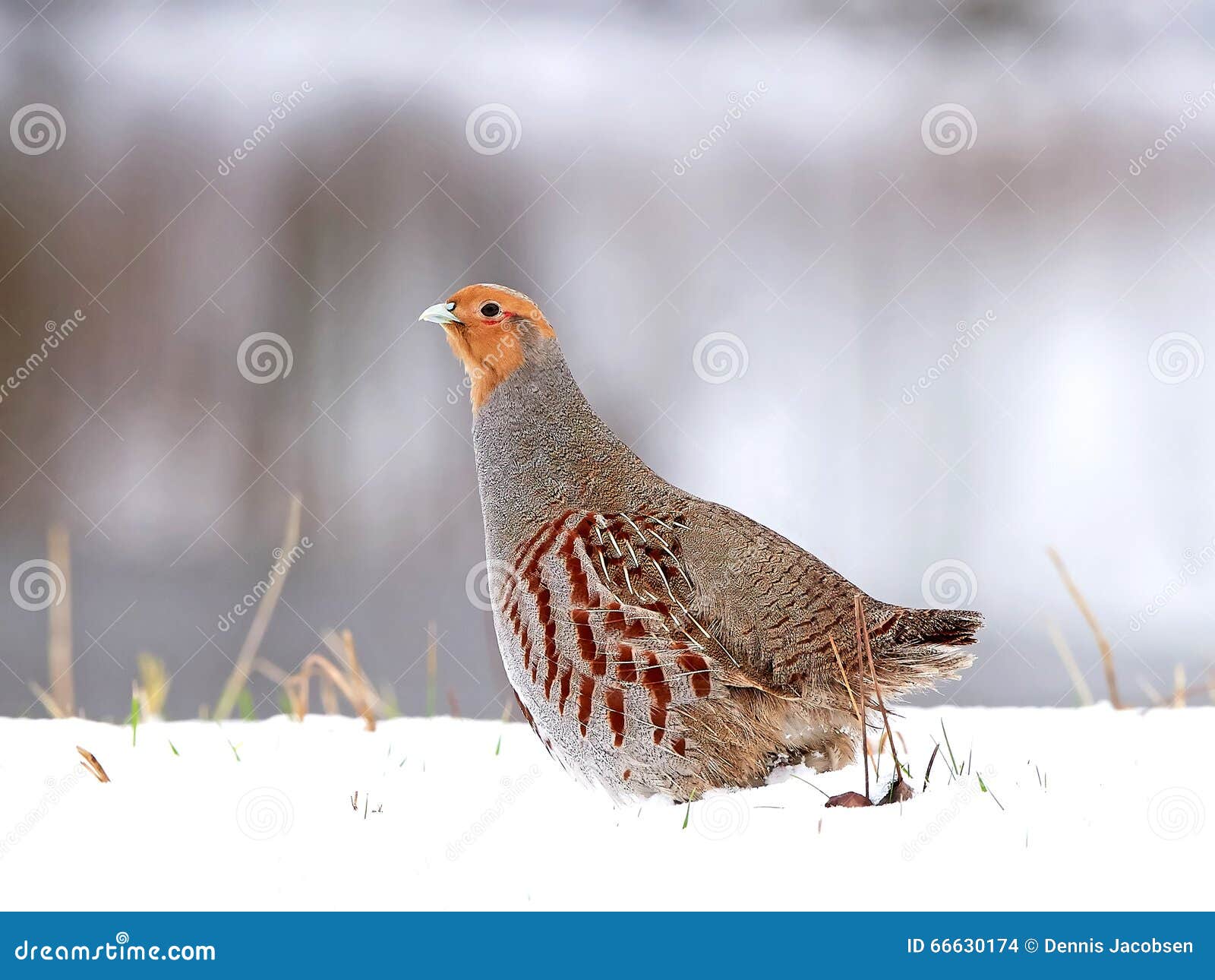 Grey Partridge (Perdix Perdix) Stock Photo - Image of fauna, nature ...