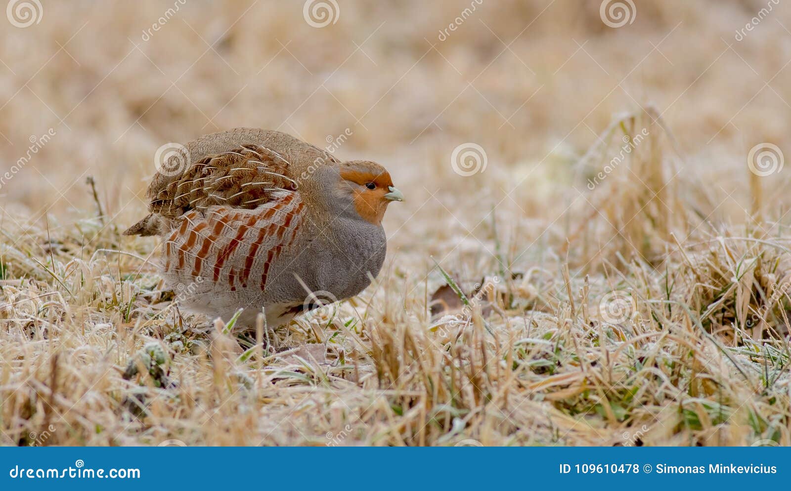Grey Partridge - Perdix Perdix Stock Photo - Image of winter, wildlife ...
