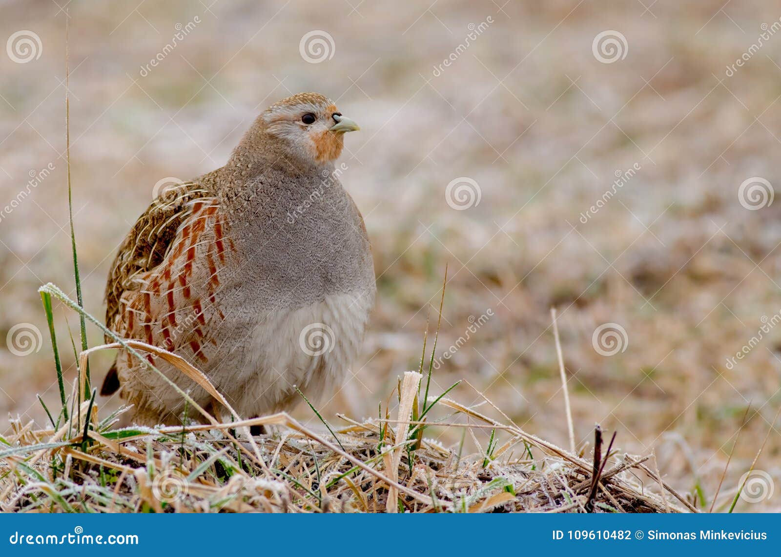 Grey Partridge - Perdix Perdix Stock Photo - Image of perdix, nature ...