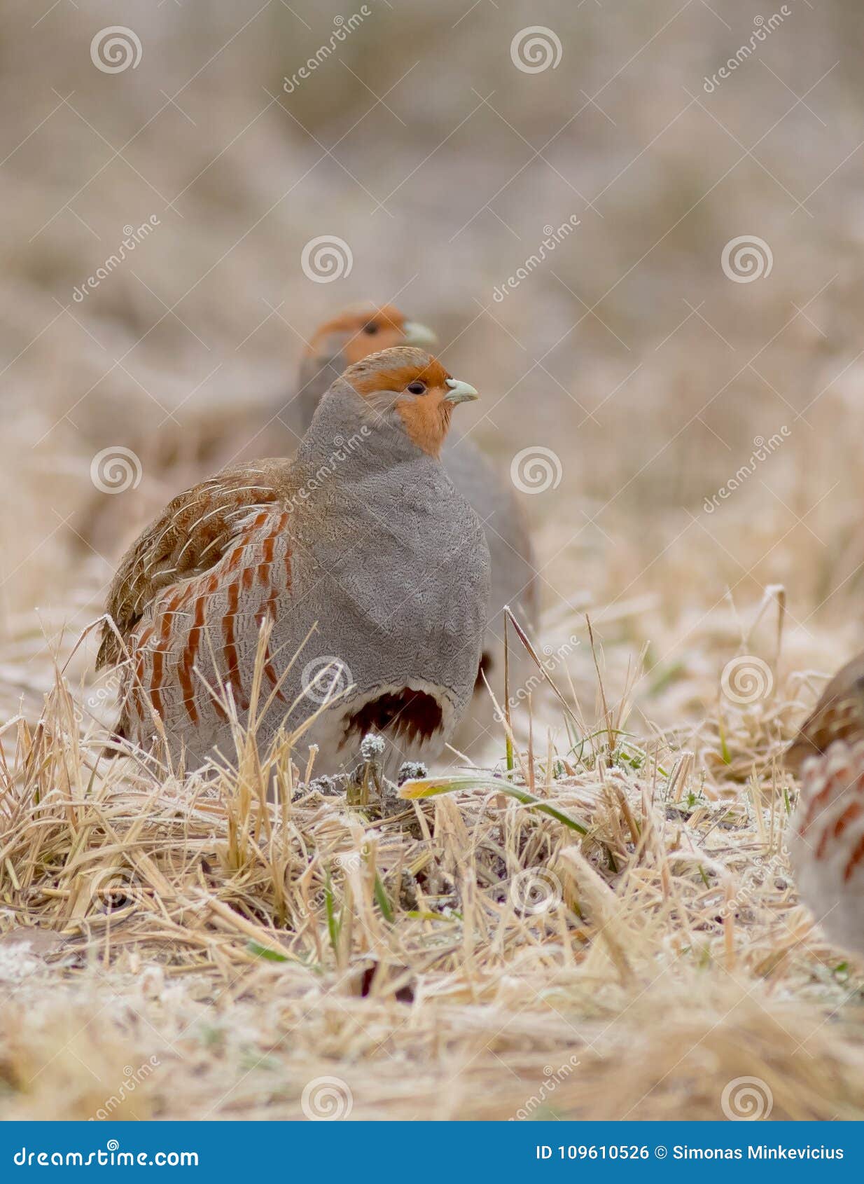 Grey Partridge - Perdix Perdix Stock Photo - Image of wild, fields ...