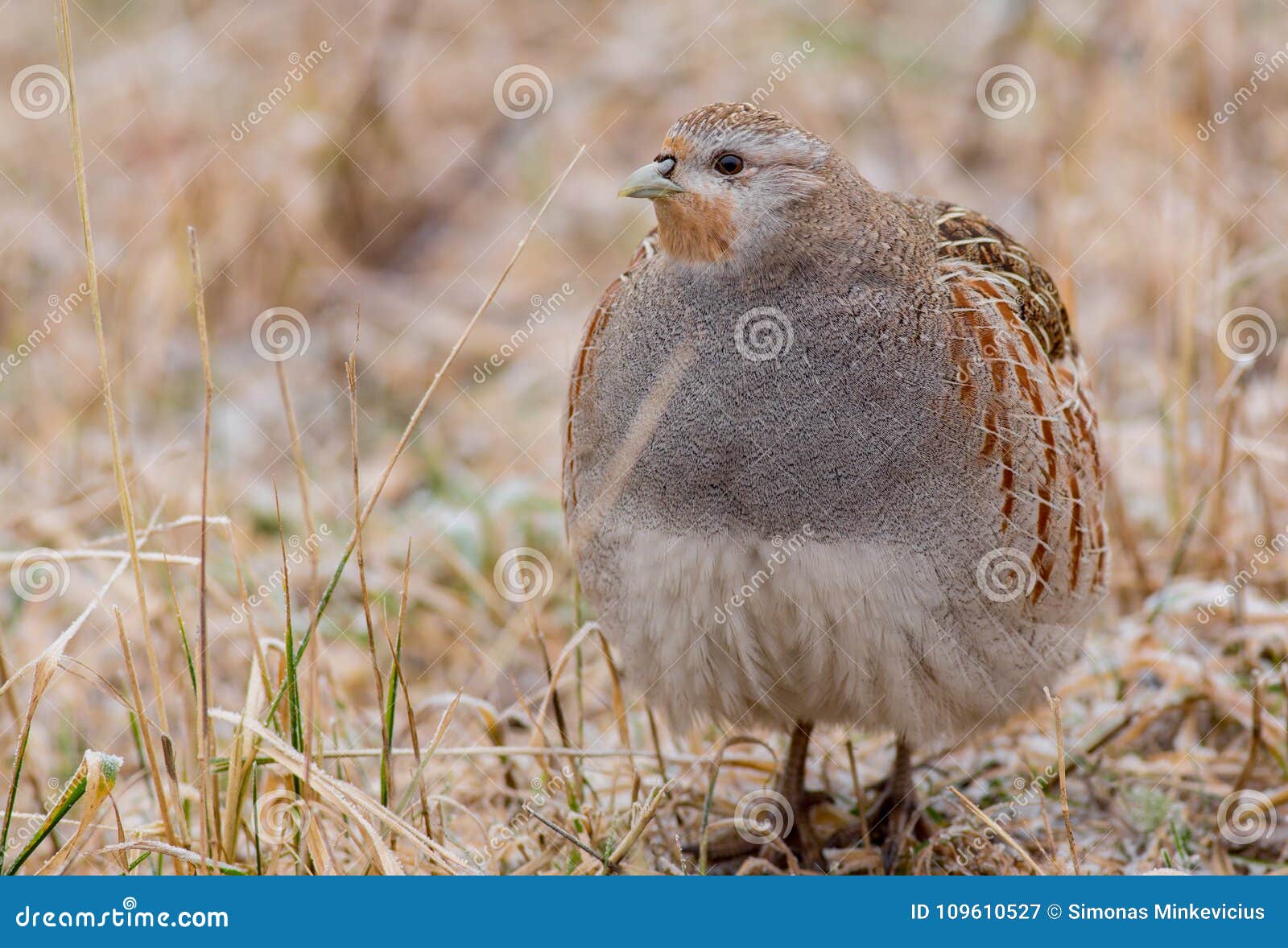 Grey Partridge - Perdix Perdix Stock Image - Image of animal, wildlife ...