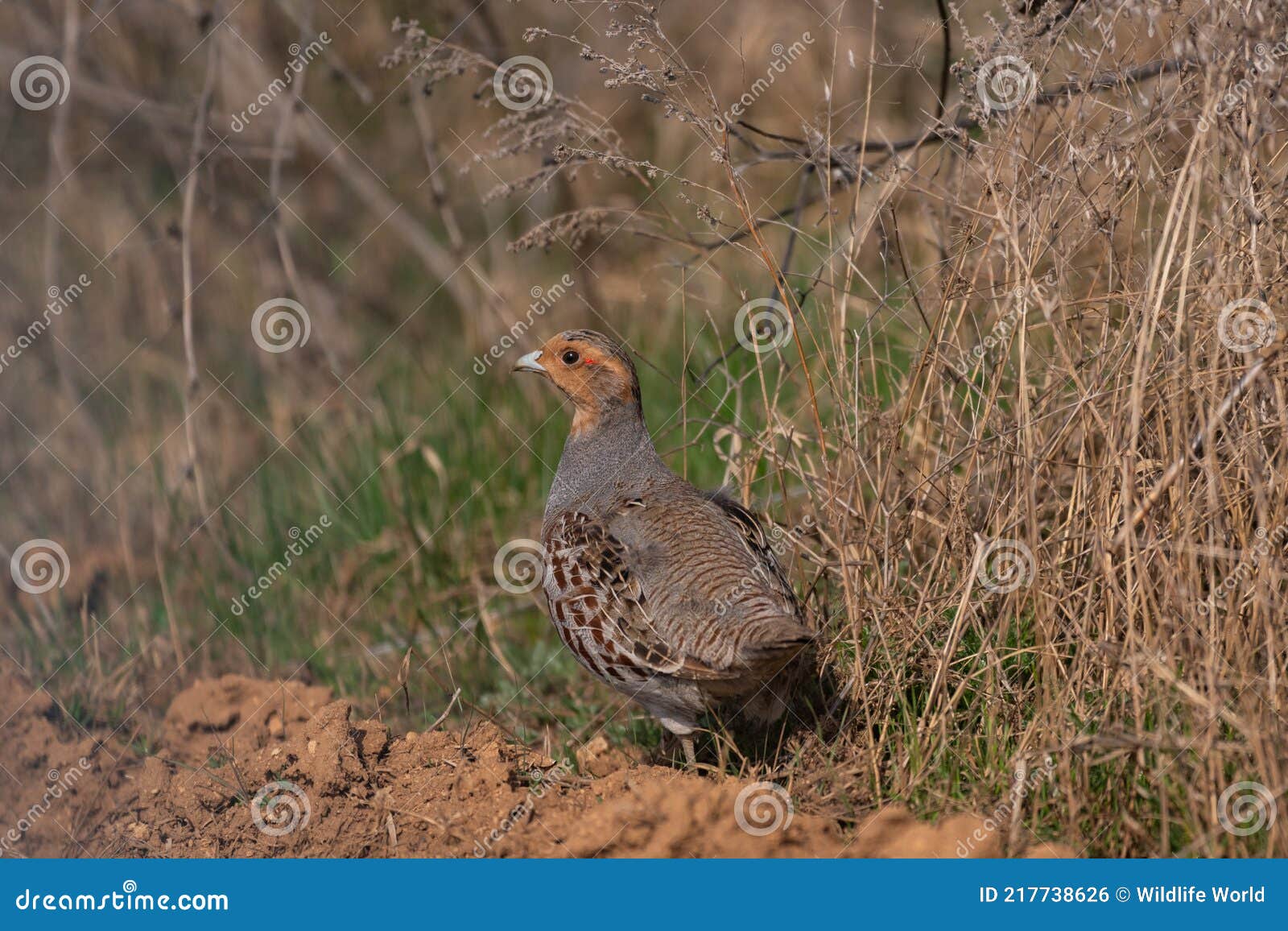 Grey Partridge, Perdix Perdix, Single Bird on Grass Stock Photo - Image ...