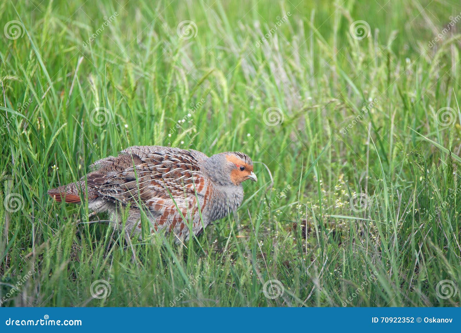 Grey Partridge (Perdix) in Steppe Stock Photo - Image of feather ...