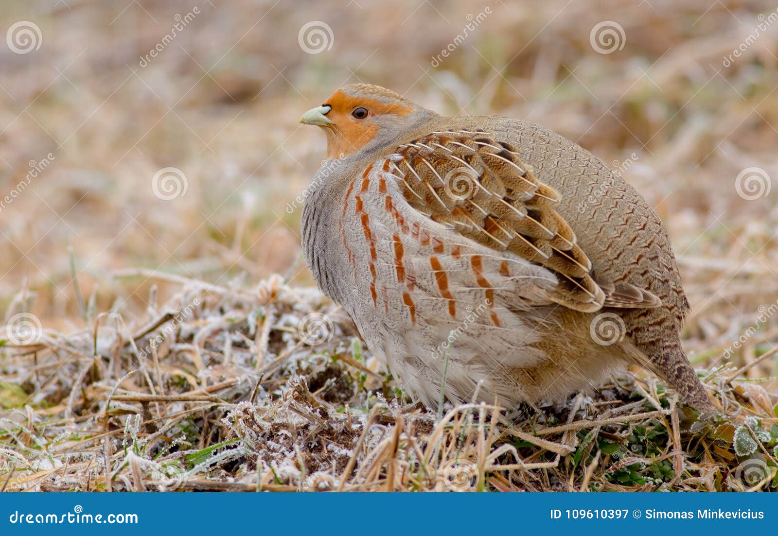 Grey Partridge - Perdix Perdix Stock Image - Image of wildlife, wild ...