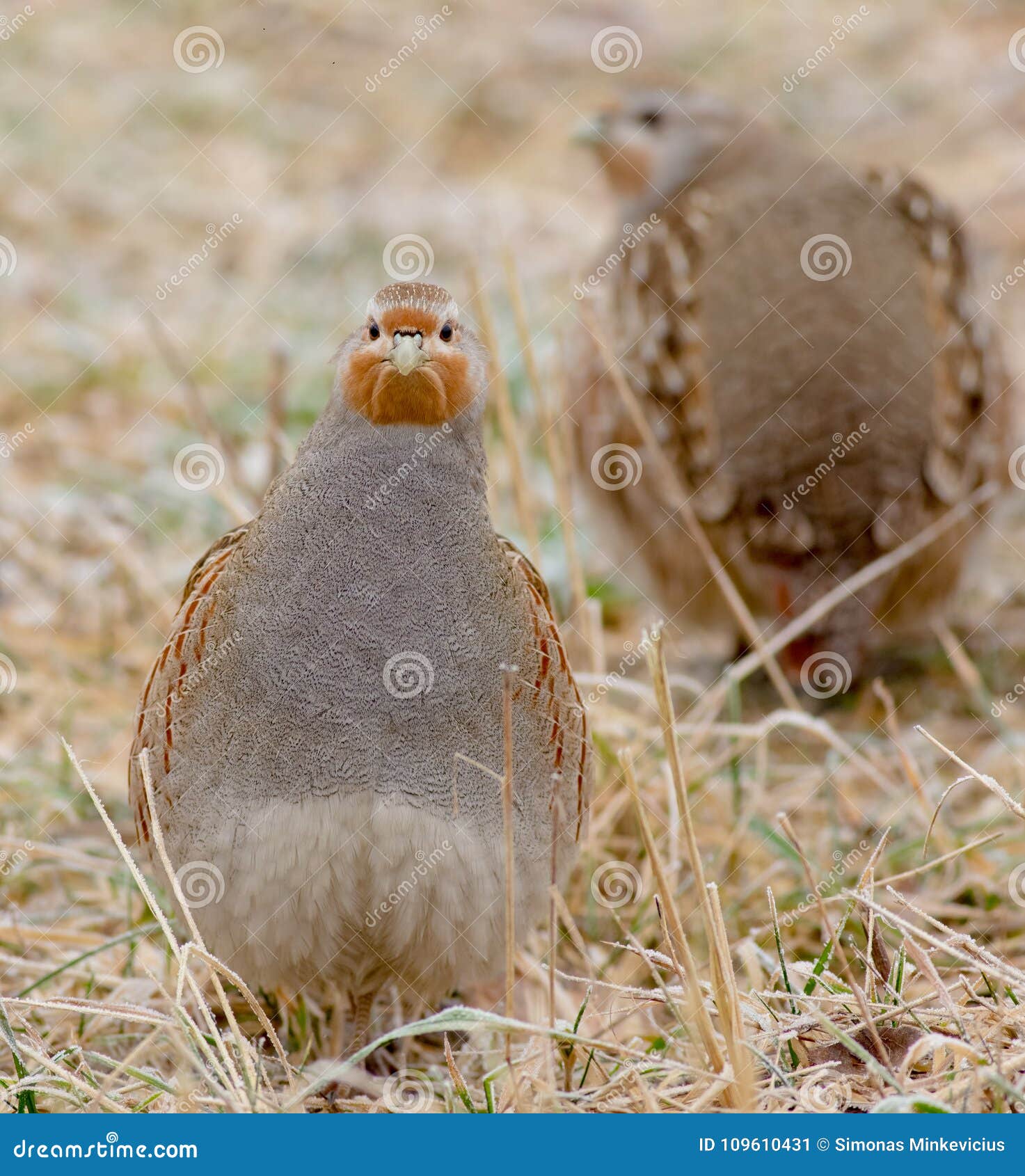 Grey Partridge - Perdix Perdix Stock Image - Image of partridge ...