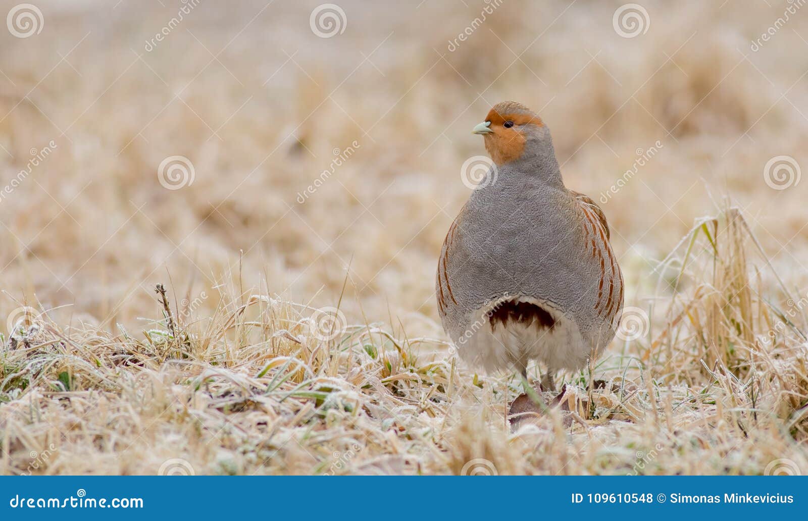 Grey Partridge - Perdix Perdix Stock Photo - Image of partridge, nature ...