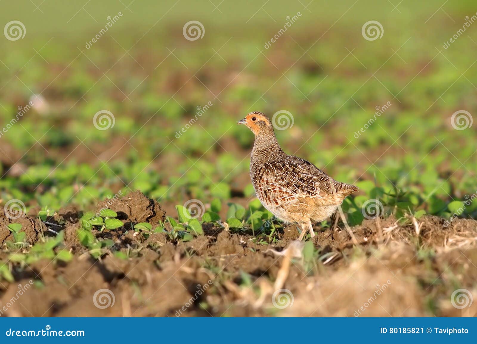 Grey Partridge on Plowed Land Stock Image - Image of gray, nature: 80185821