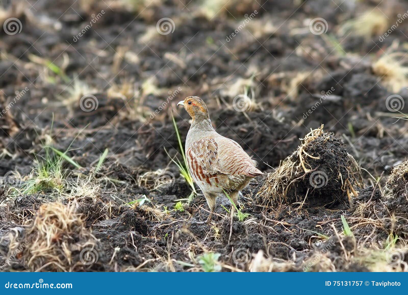 Grey Partridge on Plowed Land Stock Image - Image of partridge, aves ...