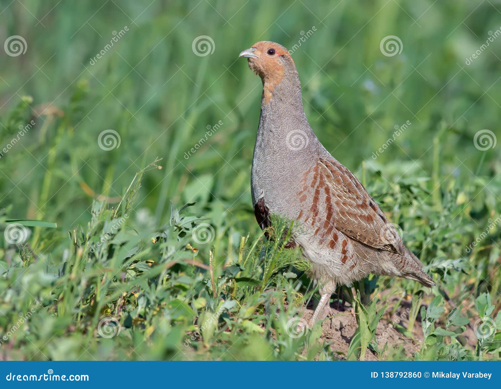 Grey Partridge Stands in the Short Grass Field Stock Photo - Image of ...