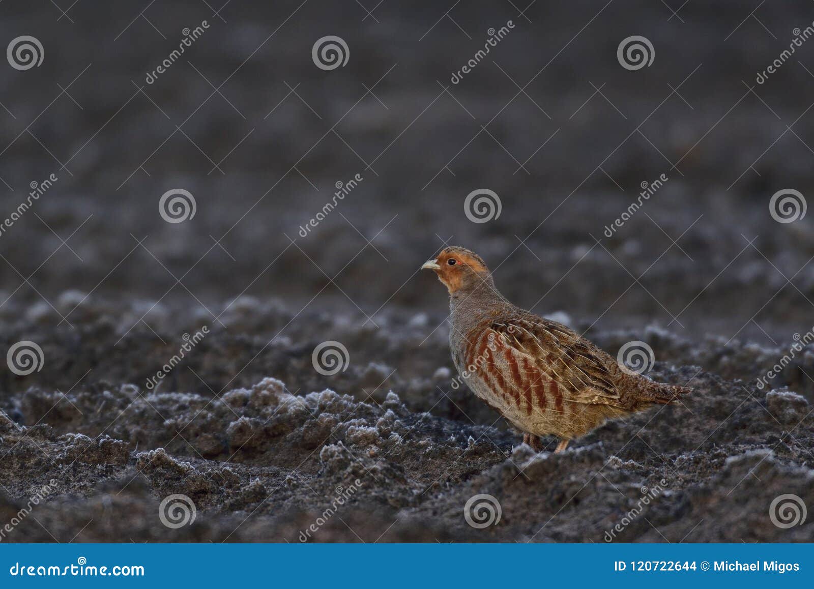 Grey Partridge Run on the Field Stock Photo - Image of look, bill ...