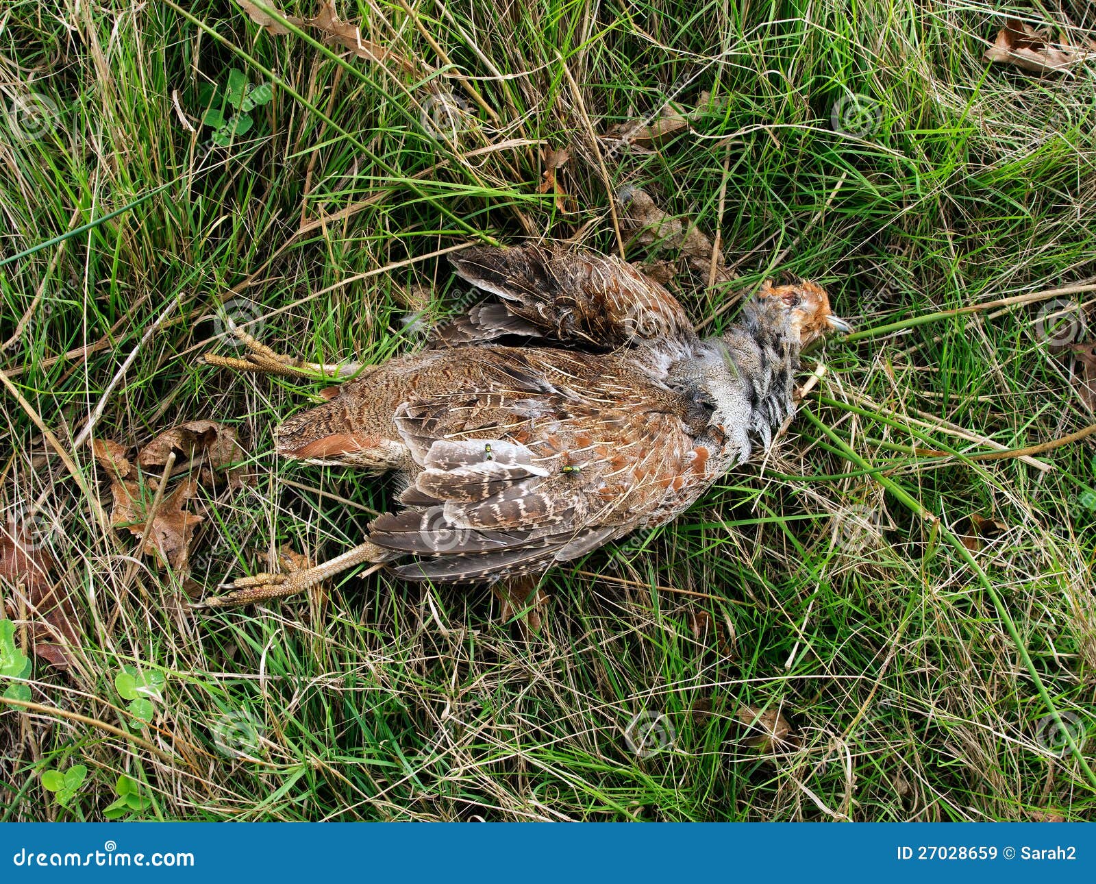 Grey Partridge, Shot - Hunting Stock Image - Image of shooting, common ...