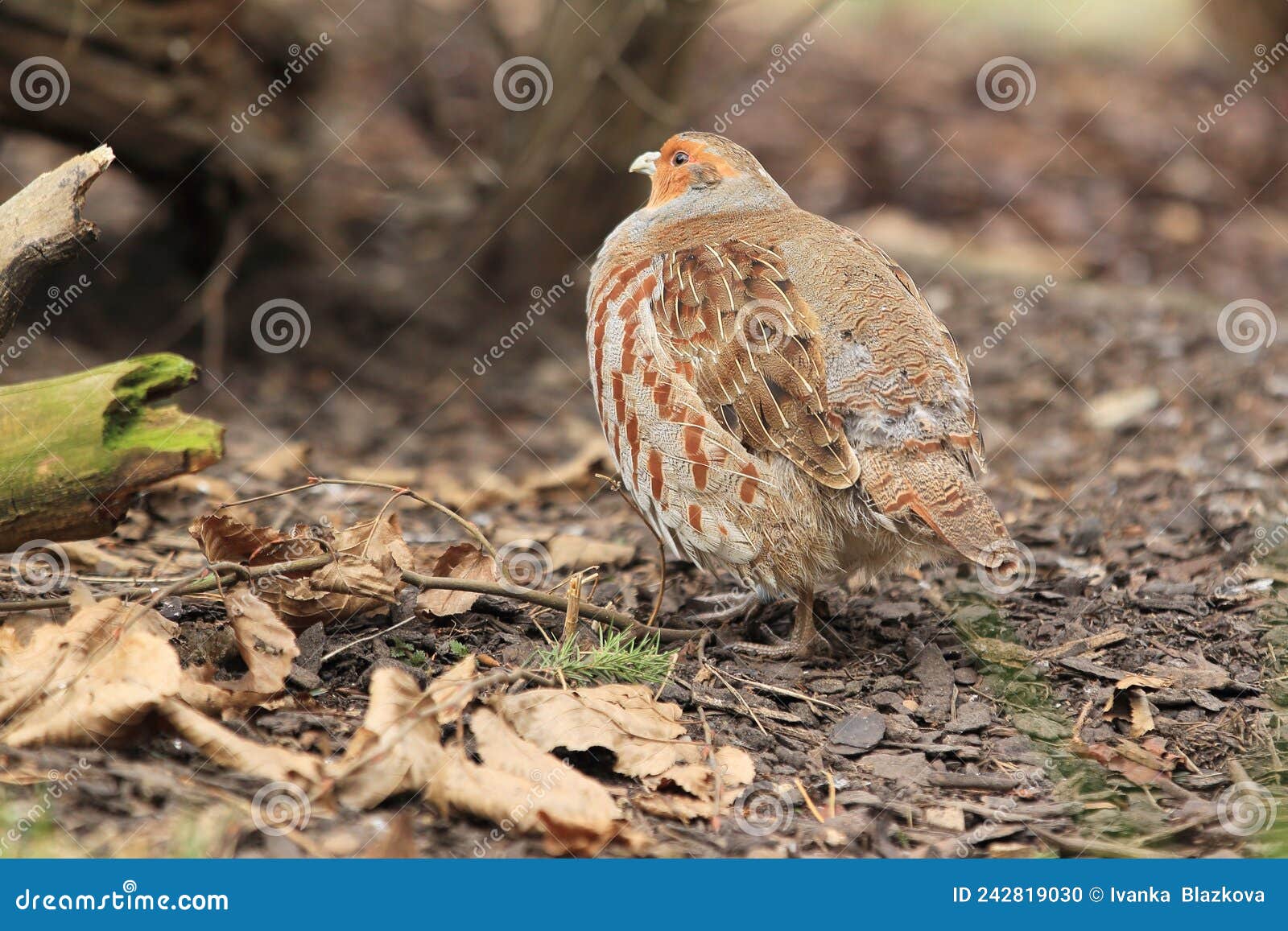 Grey partridge stock photo. Image of nature, leaf, partridge - 242819030