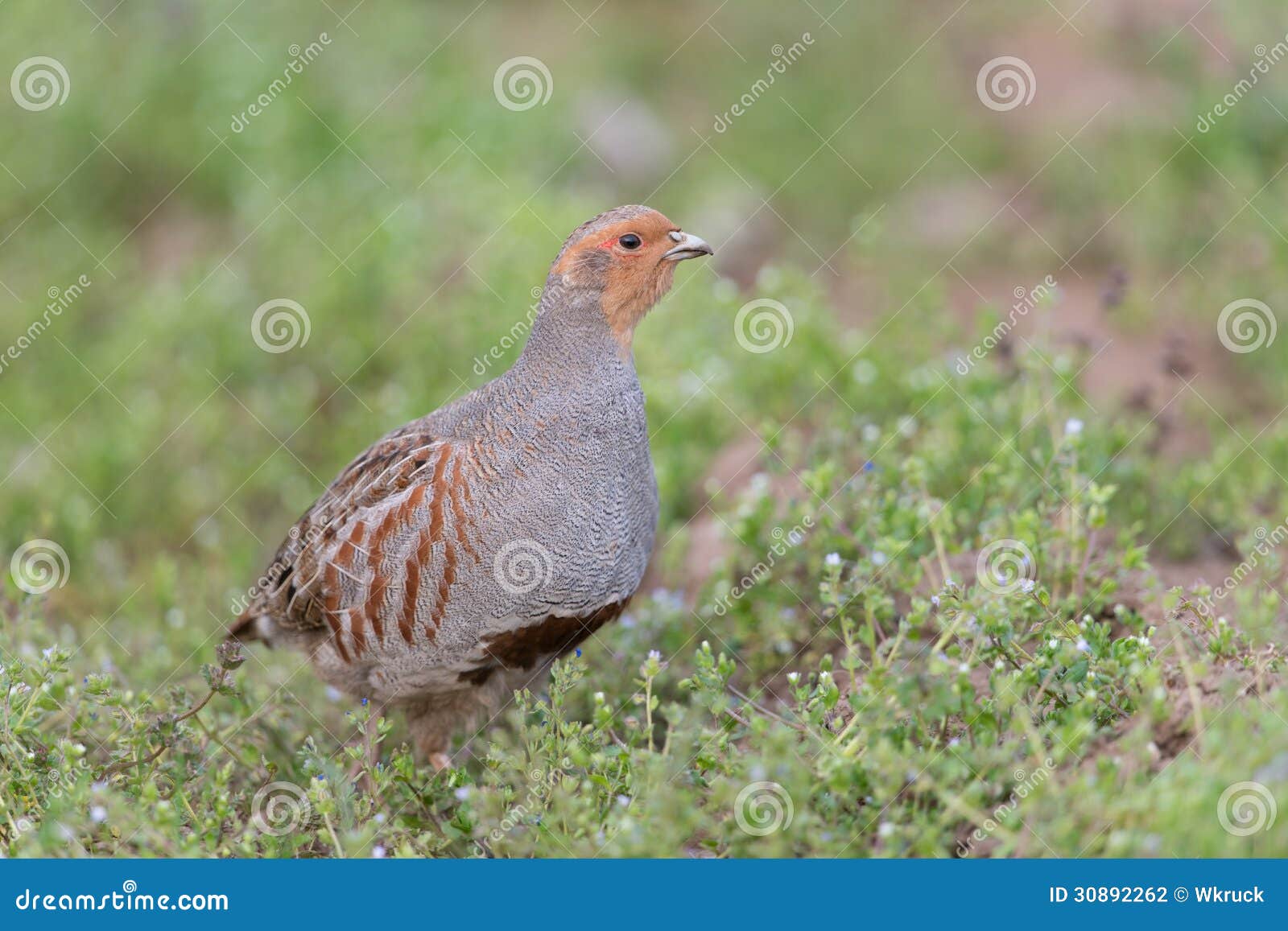 Grey Partridge, Perdix Perdix, Also Known As The English Partridge ...