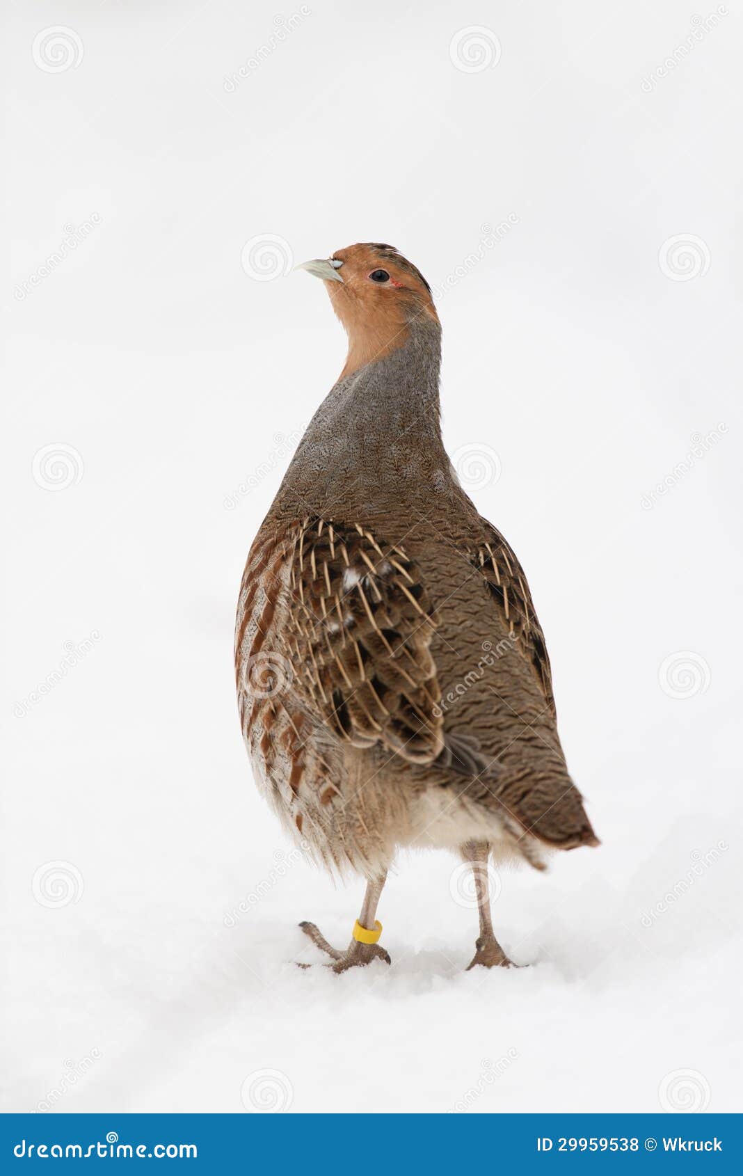 Grey partridge stock photo. Image of galliformes, bird - 29959538