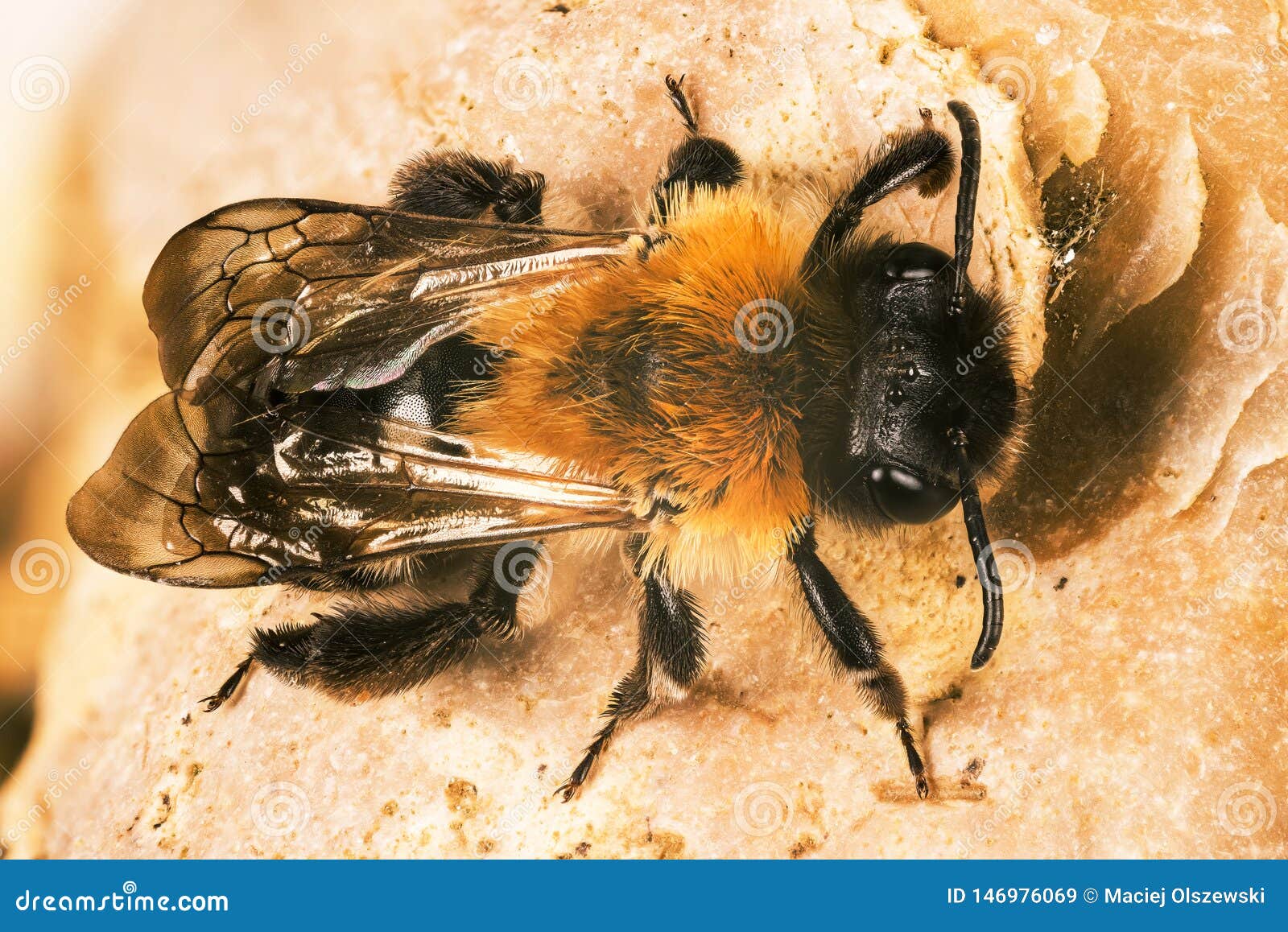 Grey-patched Mining Bee, Mining Bee, Andrena Nitida Stock Image - Image ...