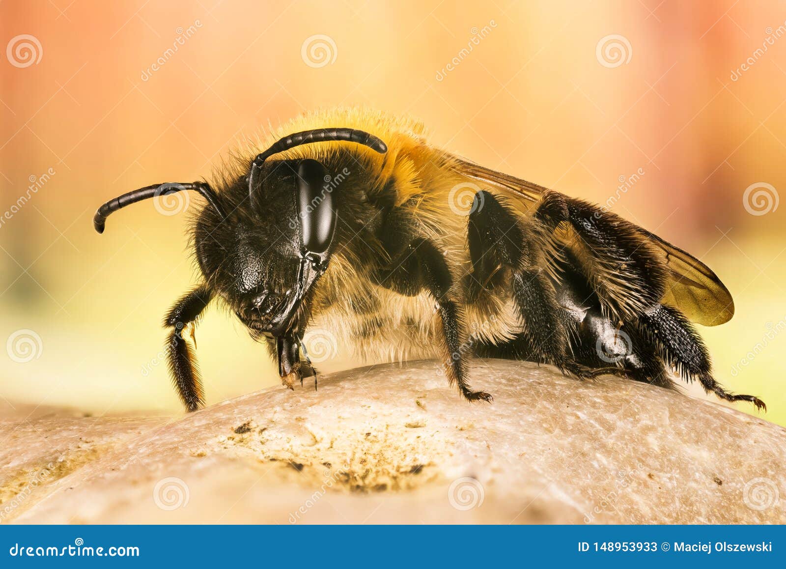Grey-patched Mining Bee, Mining Bee, Andrena Nitida Stock Image - Image ...