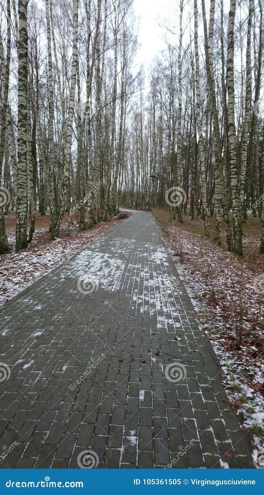 The Grey Path in the Middle Park with Birches Stock Image - Image of ...