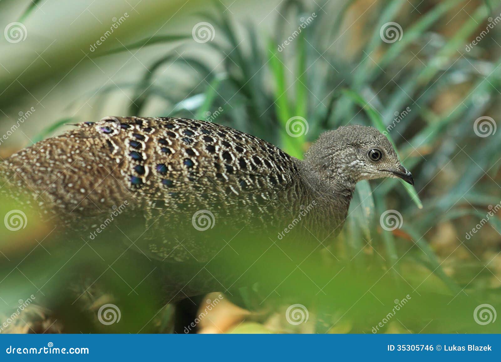 Grey Peacock-Pheasant stock photo. Image of pheasant - 35305746