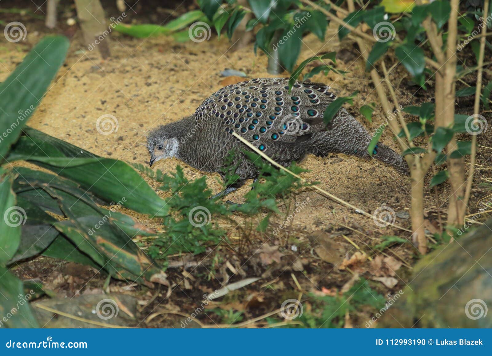 Grey peacock-pheasant stock photo. Image of burmese - 112993190