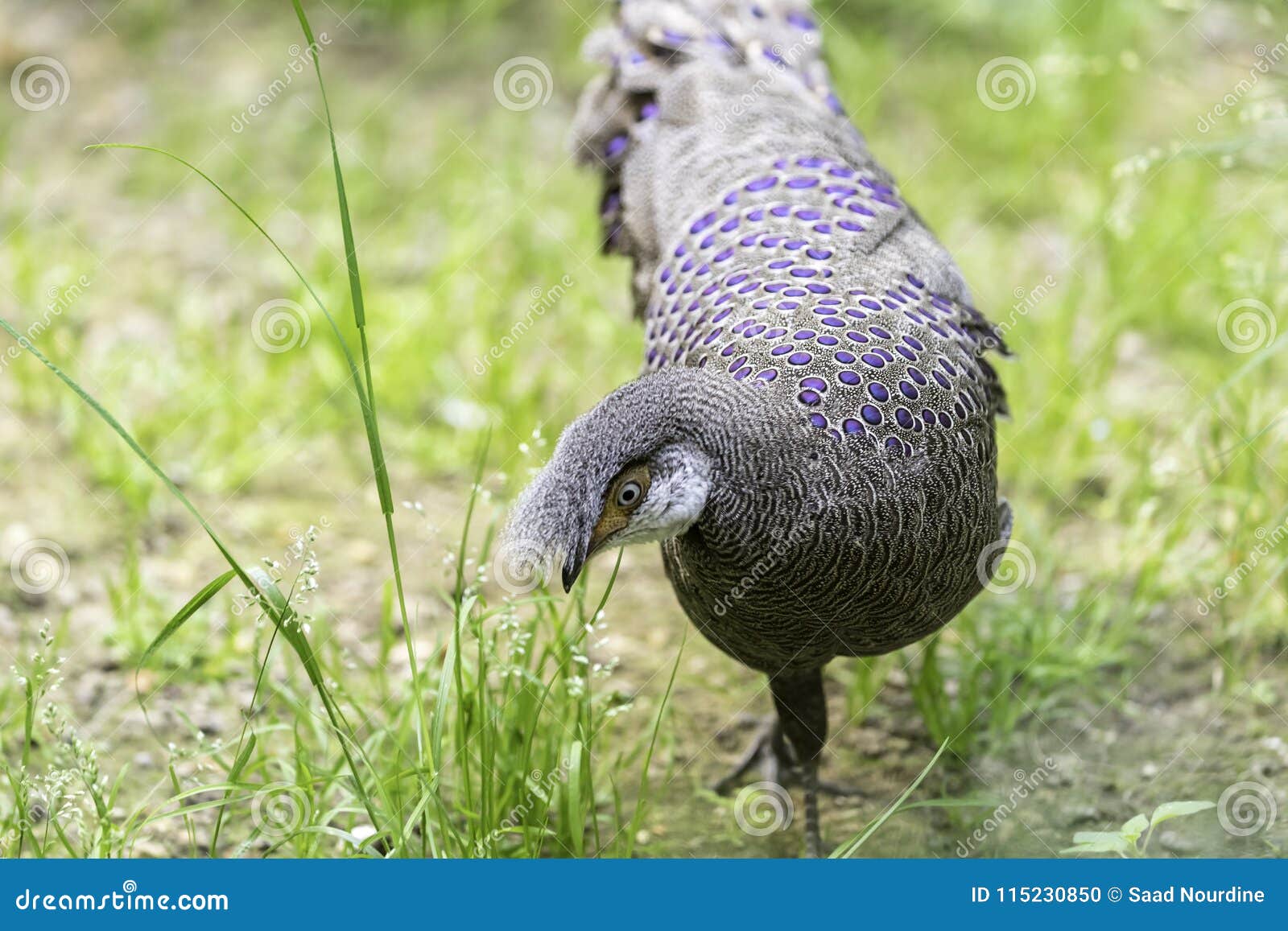 The Grey Peacock-pheasant (Polyplectron Bicalcaratum), Also Know Stock ...