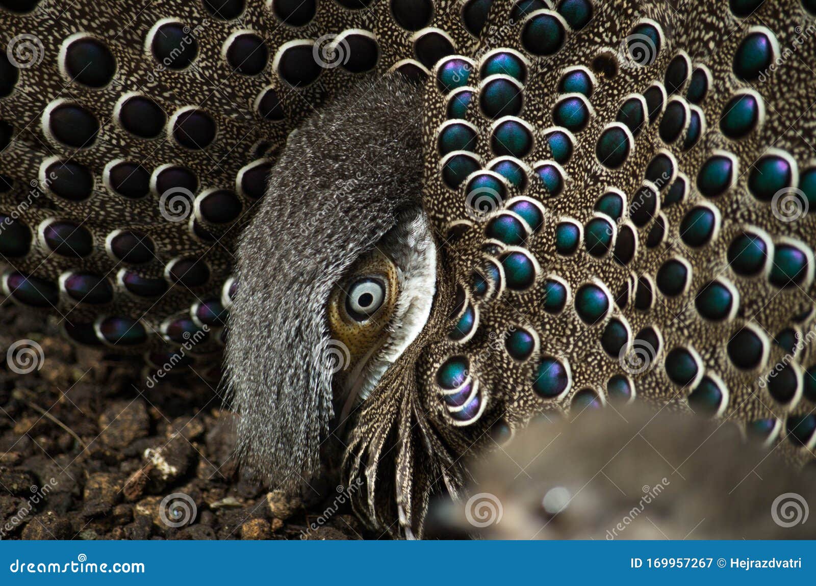 Grey Peacock-Pheasant, Polyplectron Bicalcaratum Stock Image - Image of ...