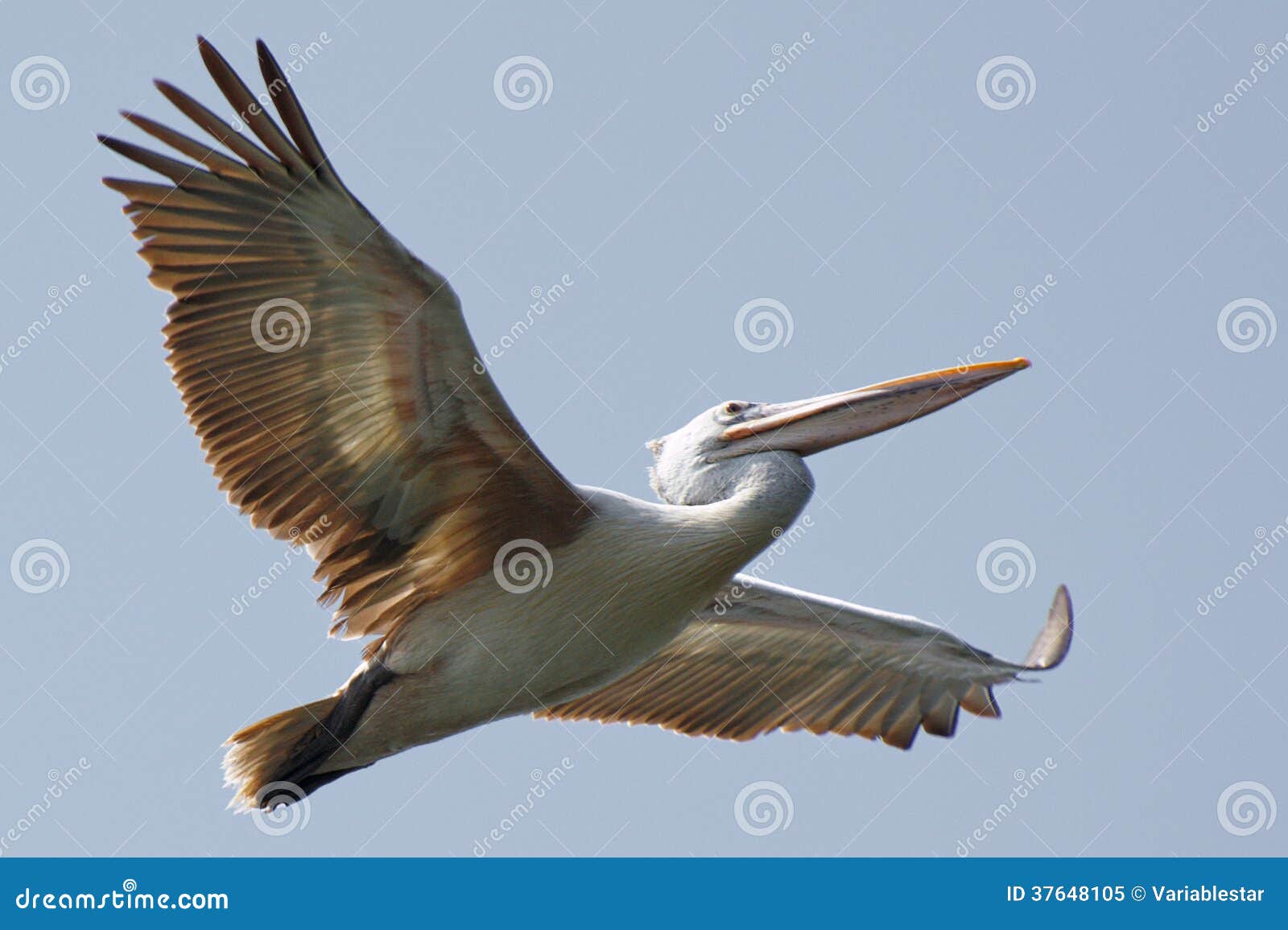 Grey pelican stock image. Image of migratory, billed - 37648105
