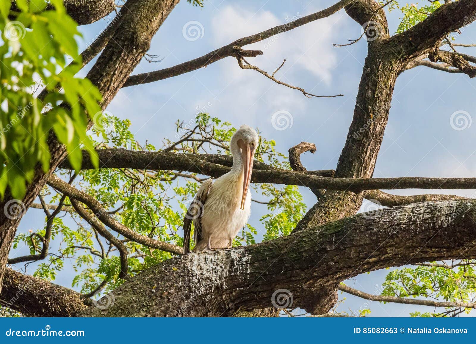 Grey Pelican or Pelecanus Philippensis Stock Image - Image of feather ...