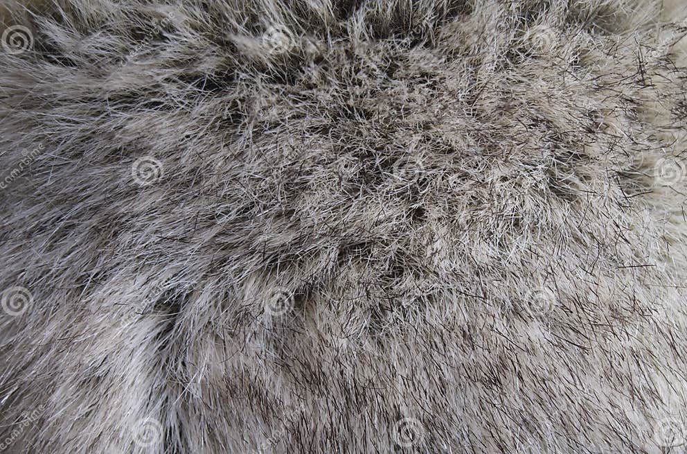 Grey pelt hair texture stock photo. Image of textured - 82816048