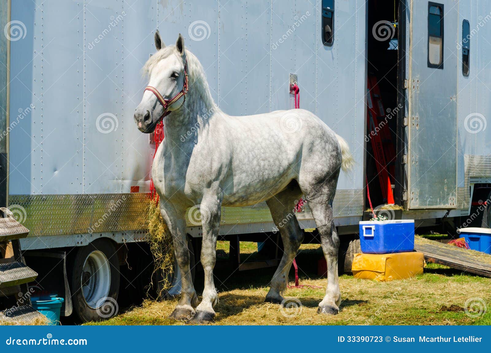 Grey Percheron Draft Horse image stock. Image du ferme - 33390723