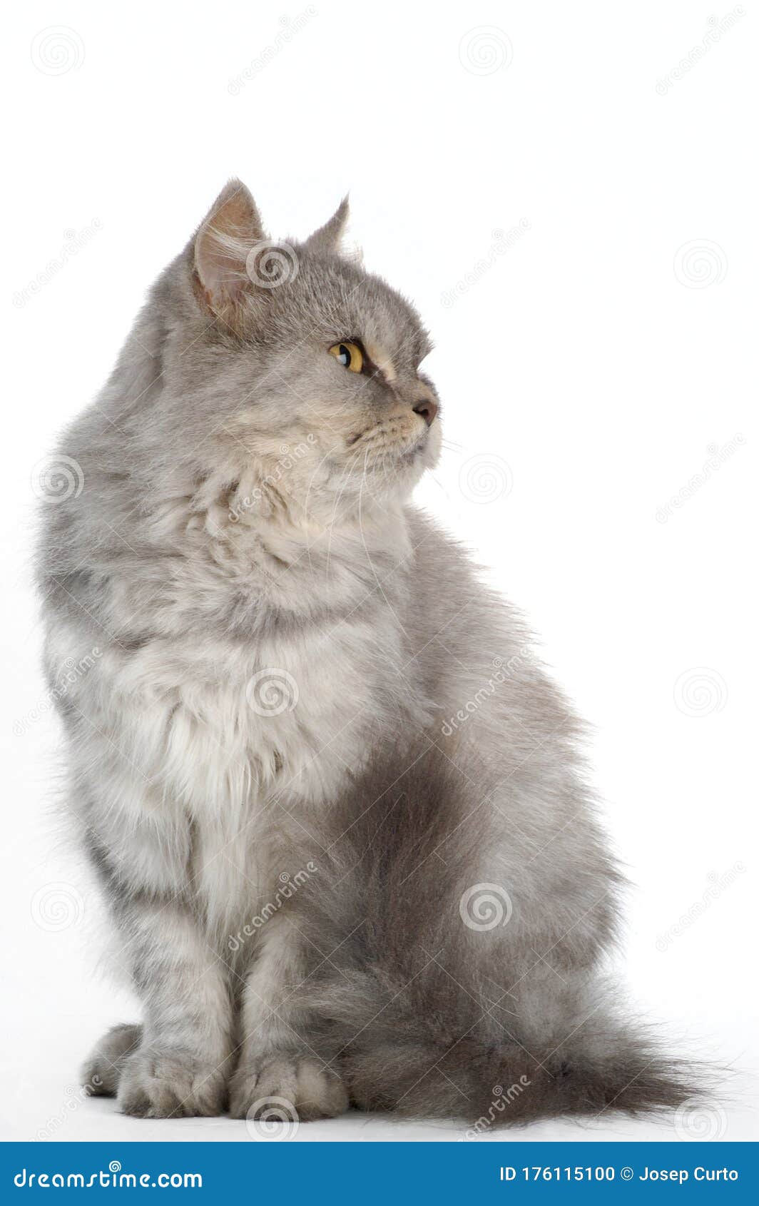 Grey persian cat stock photo. Image of attentive, studio - 176115100