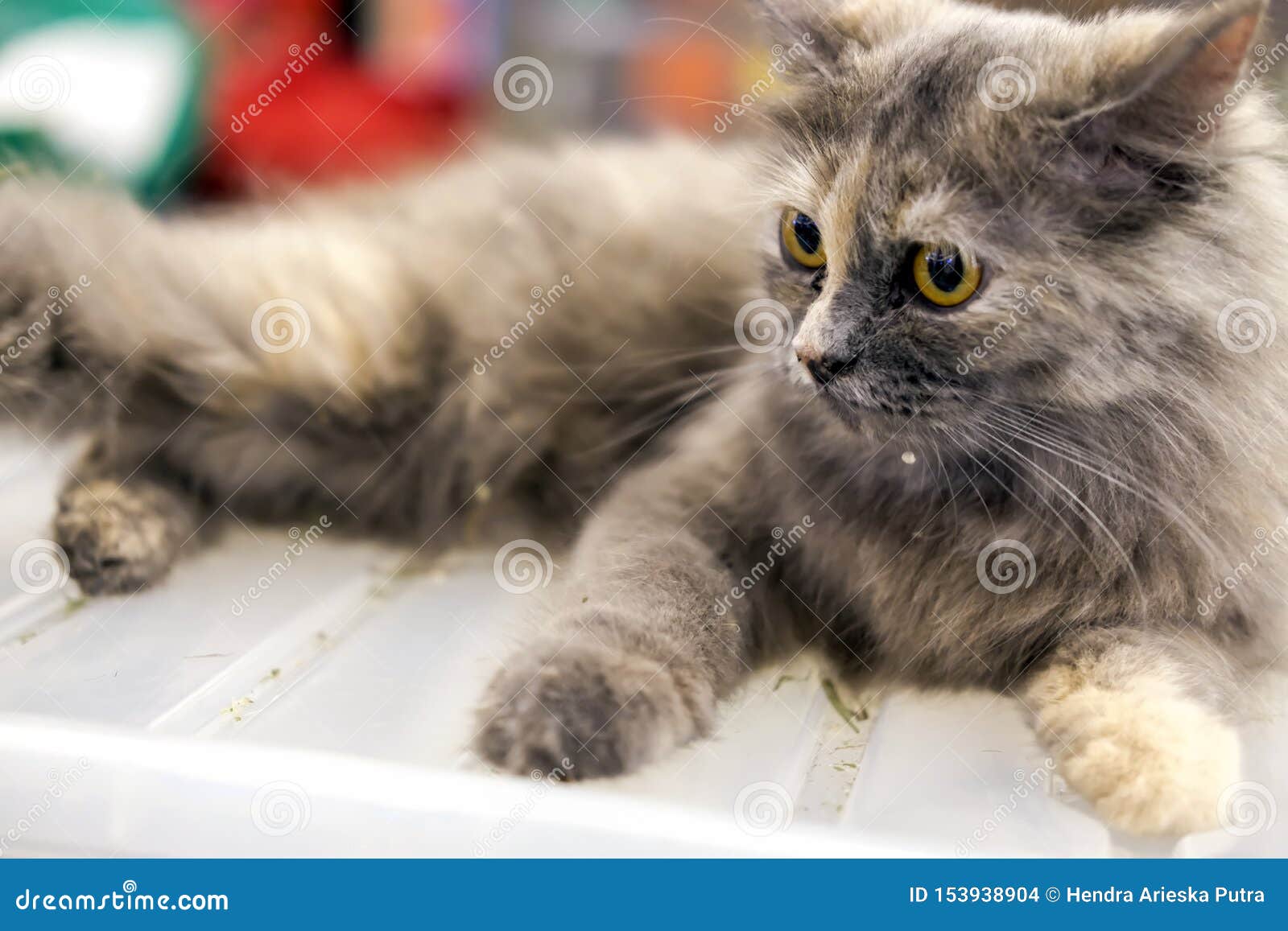 The Grey Persian Cat Sit on a Box Stock Photo - Image of iran, persian ...