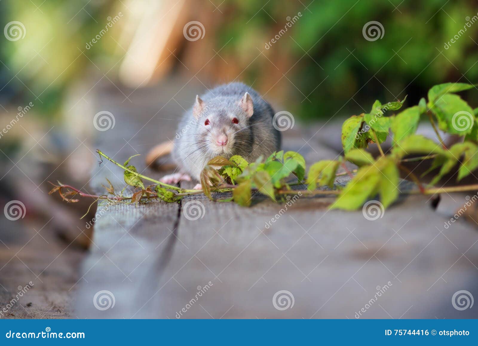 Grey Pet Rat with Red Eyes Outdoors Stock Photo - Image of small, hairy ...