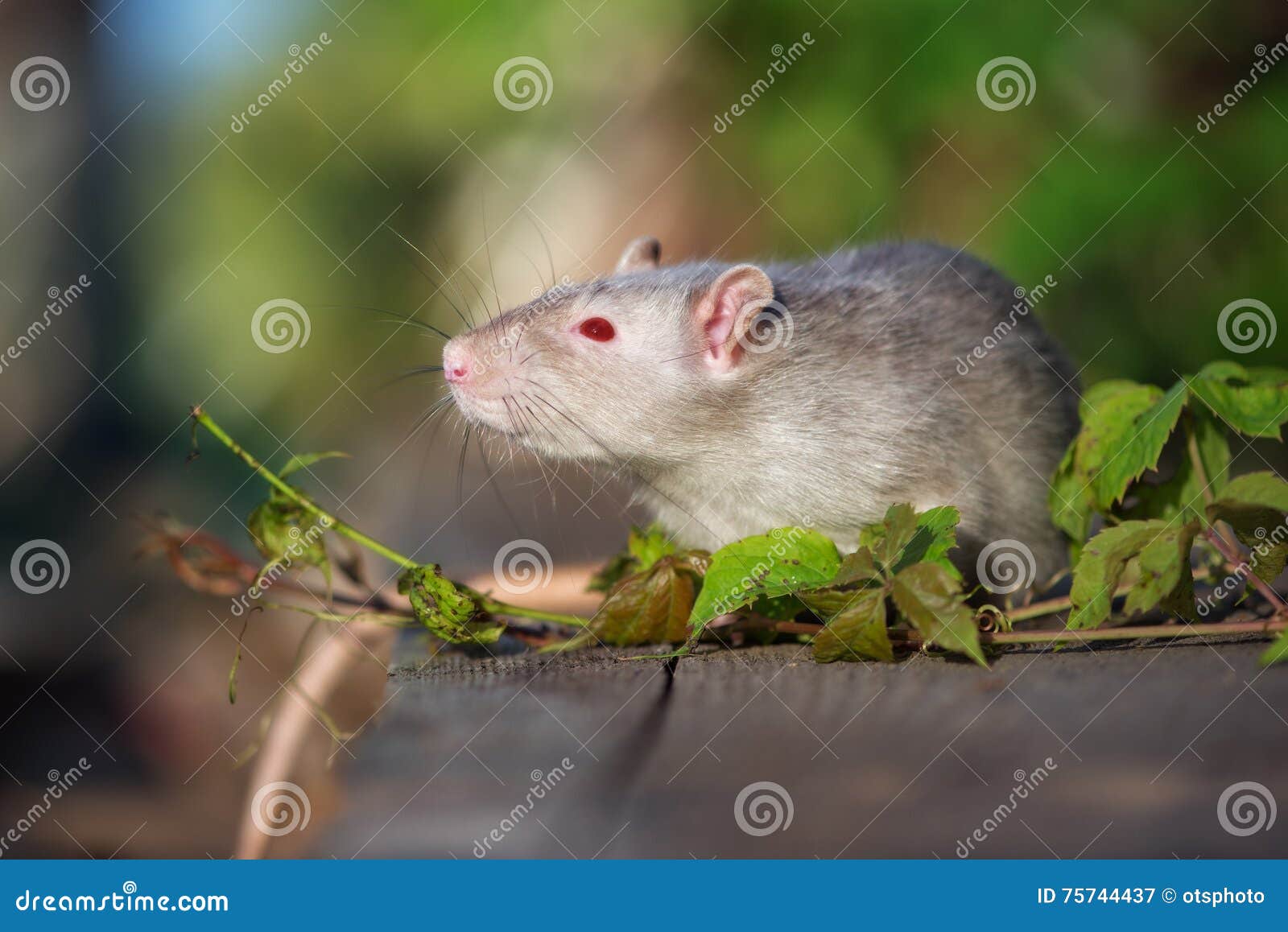 Grey Pet Rat with Red Eyes Outdoors Stock Image - Image of looking ...