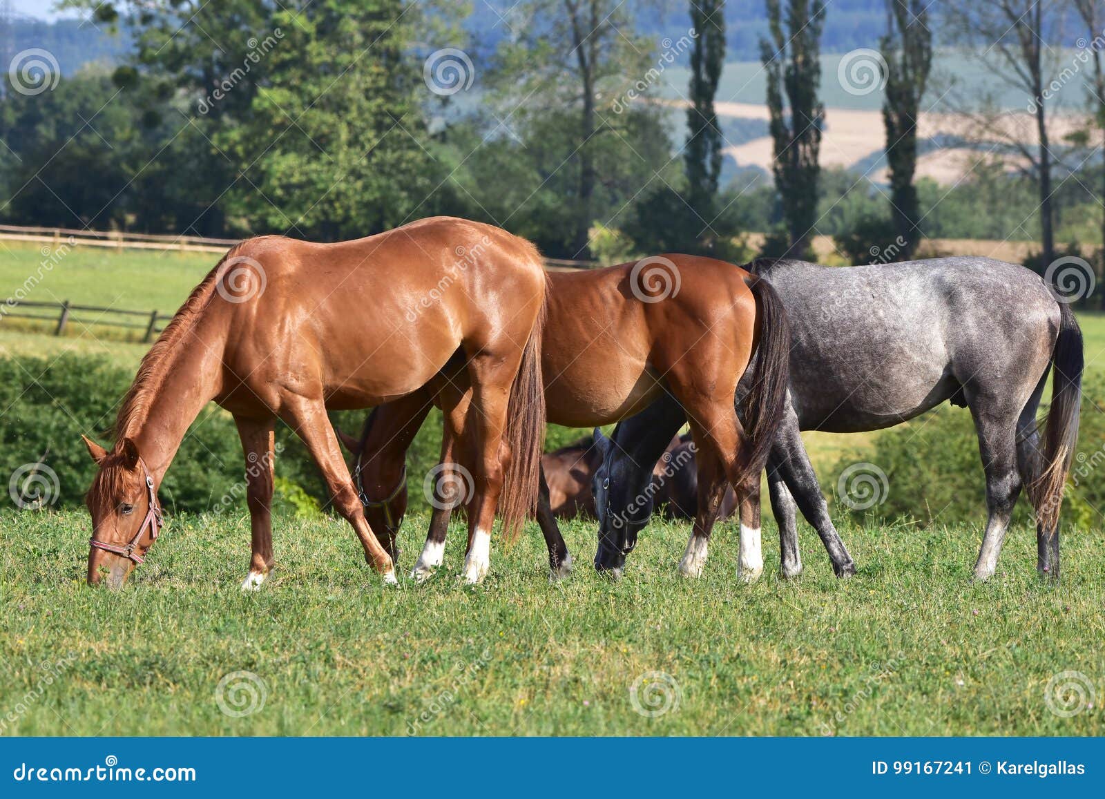 Grey pezzato e sauri immagine stock. Immagine di potenza - 99167241