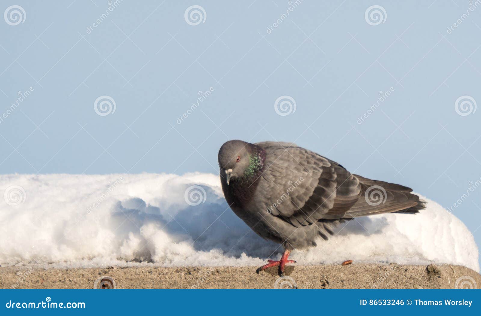 Grey Pidgeon stock photo. Image of dove, carrier, ledge - 86533246