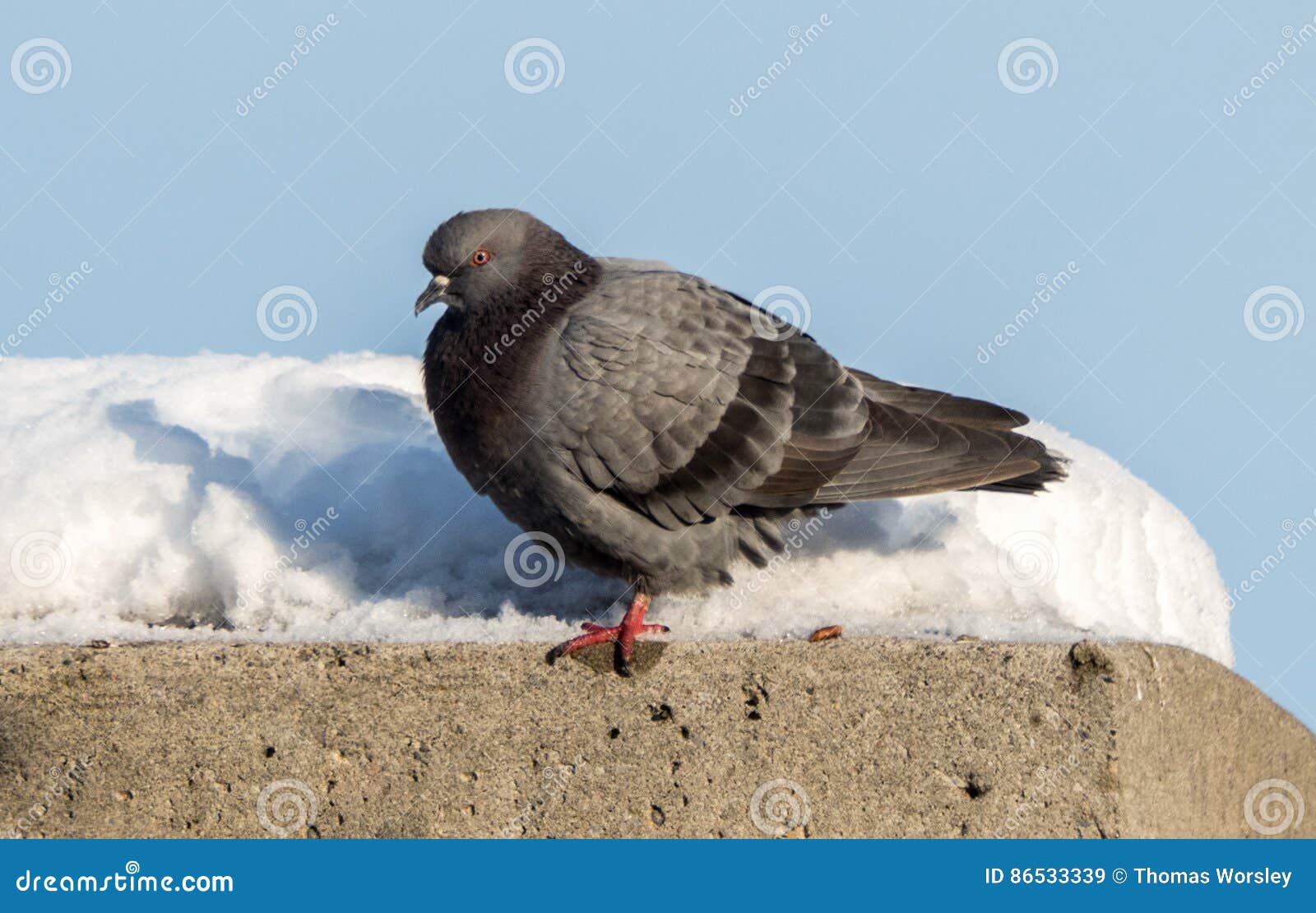 Grey Pidgeon stock image. Image of bird, blue, grey, pidgeon - 86533339