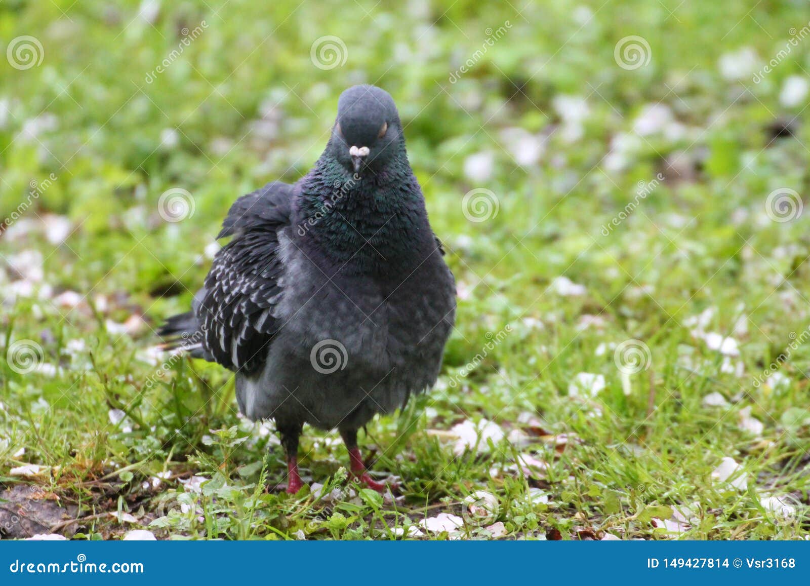 Pidgin Stock Photos - Download 288 Royalty Free Photos