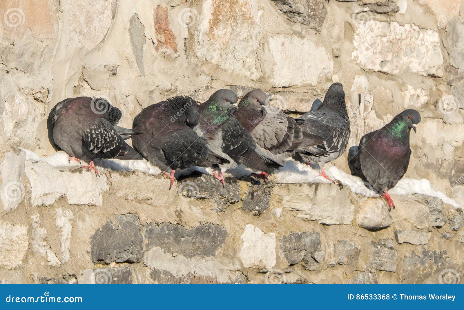 Grey Pidgeons stock photo. Image of grey, pesky, dove - 86533368