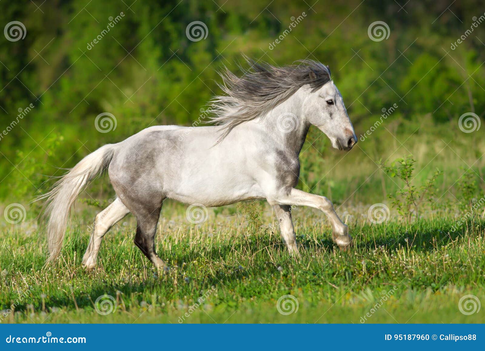 Grey piebald horse stock photo. Image of meadow, horse - 95187960