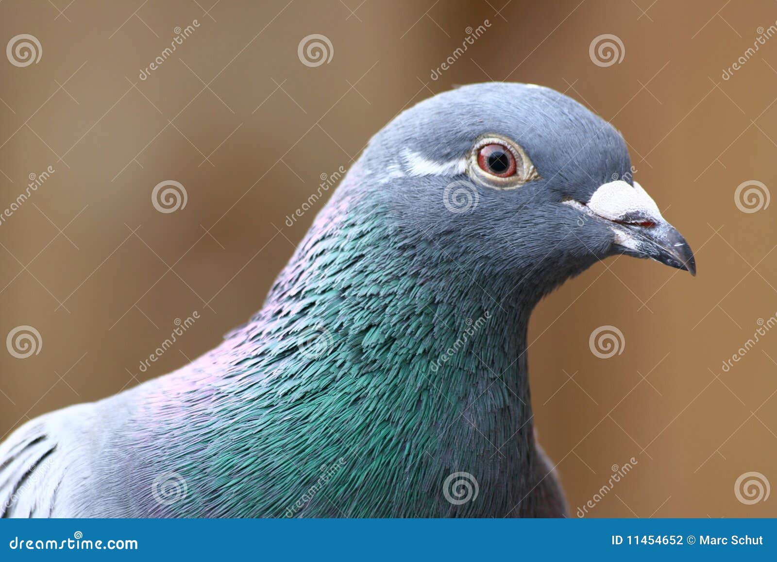 Grey Pigeon stock photo. Image of incline, alive, pigeon - 11454652