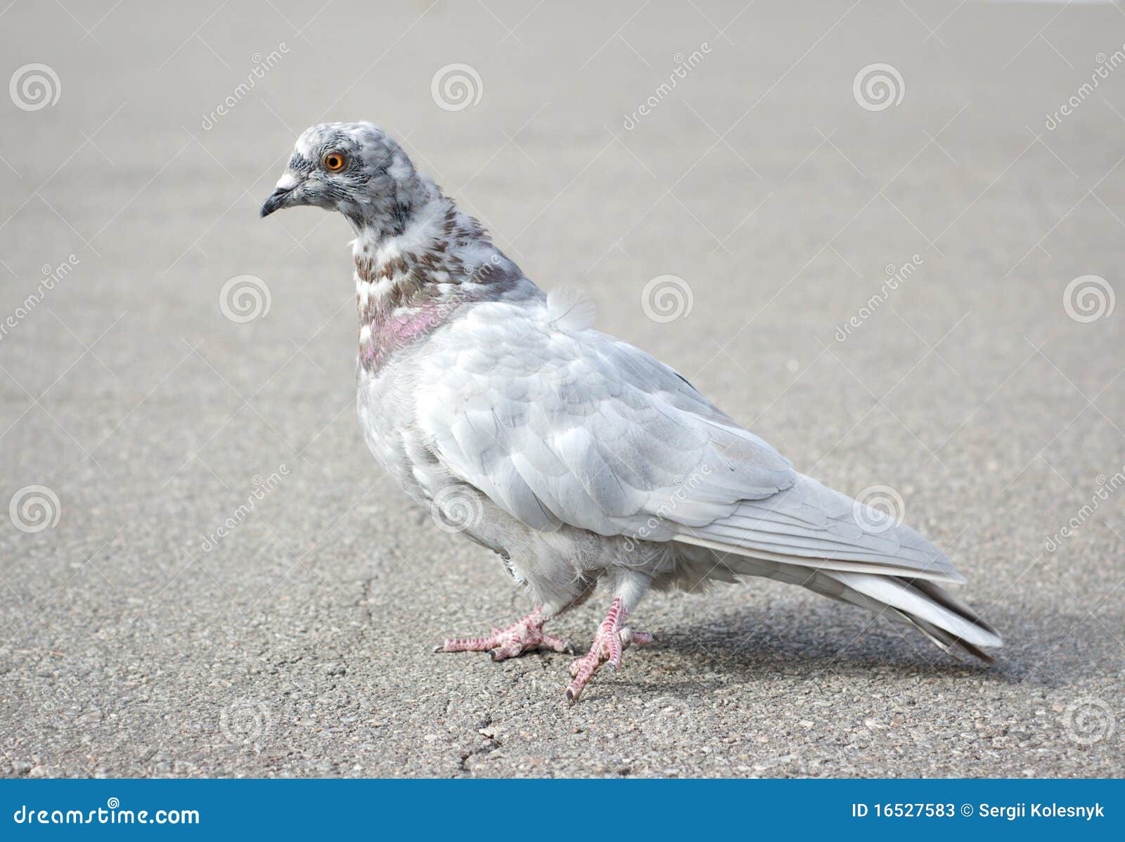 Grey Pigeon