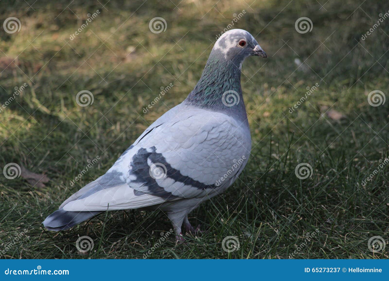 Grey pigeon on the filed stock image. Image of earth - 65273237
