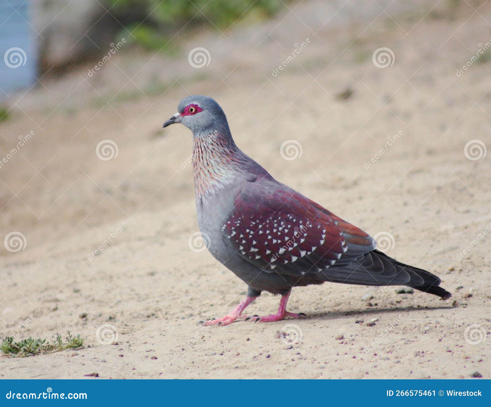 Grey pigeon on the ground stock image. Image of pigeon - 266575461