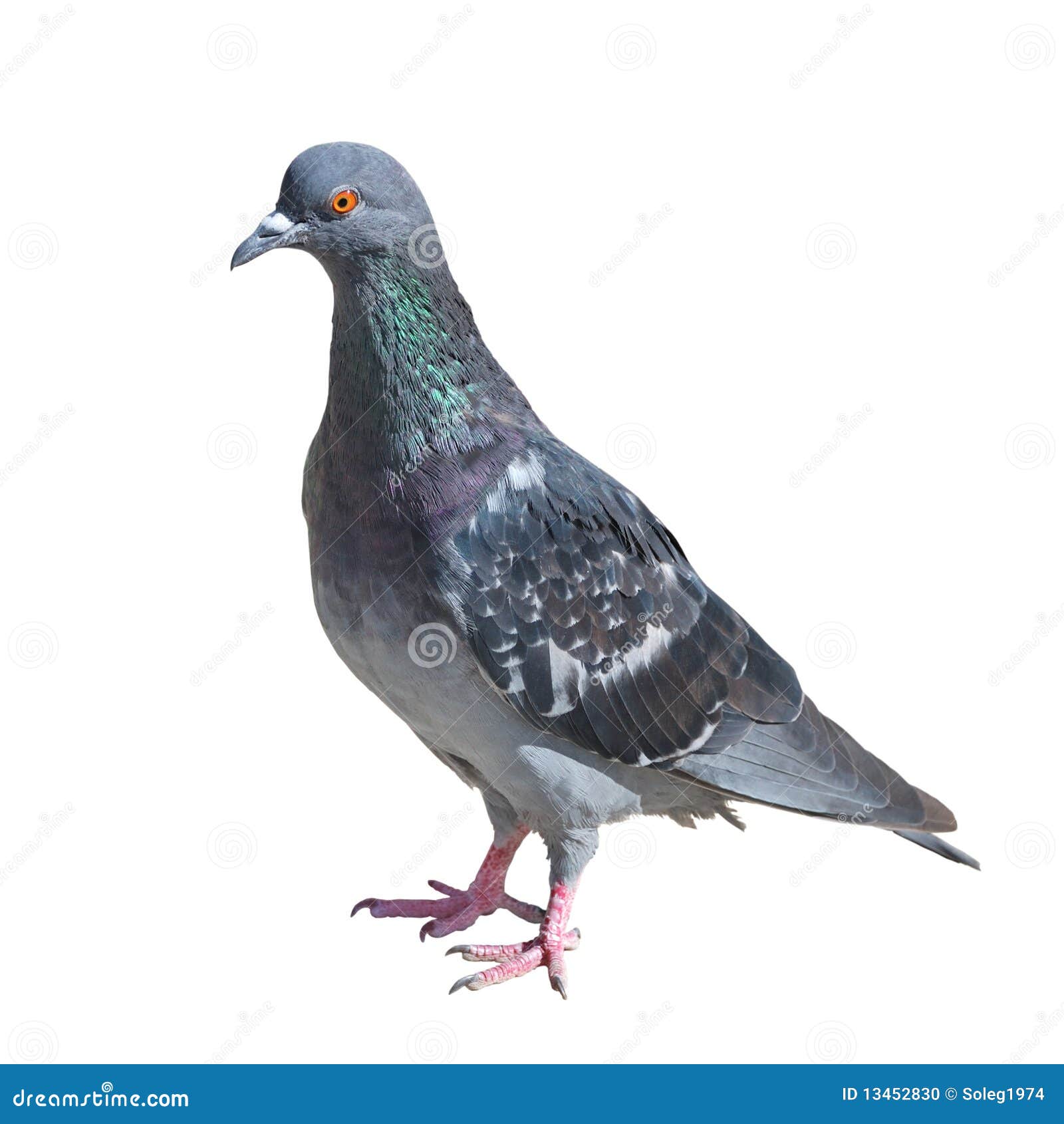 Grey Pigeon Isolated on White Stock Photo - Image of closeup, birdie ...