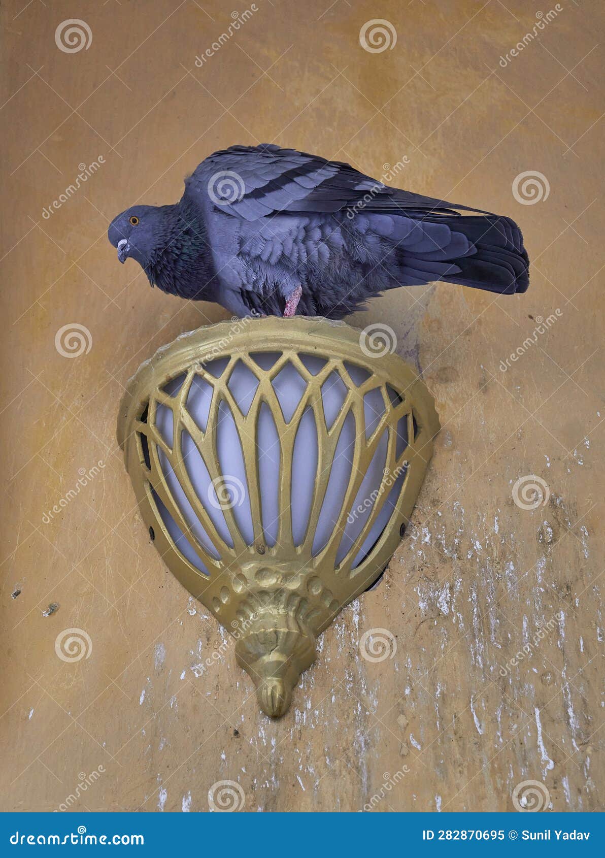 A pigeon on wall light stock image. Image of flock, wing - 282870695