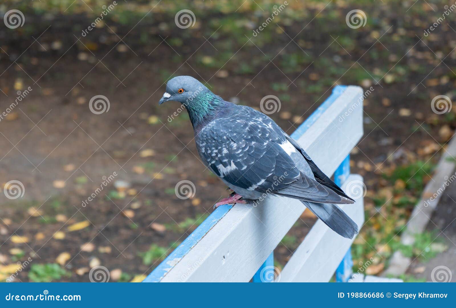 Grey Pigeon Sitting on a Park Bench Stock Photo - Image of park, shiny ...