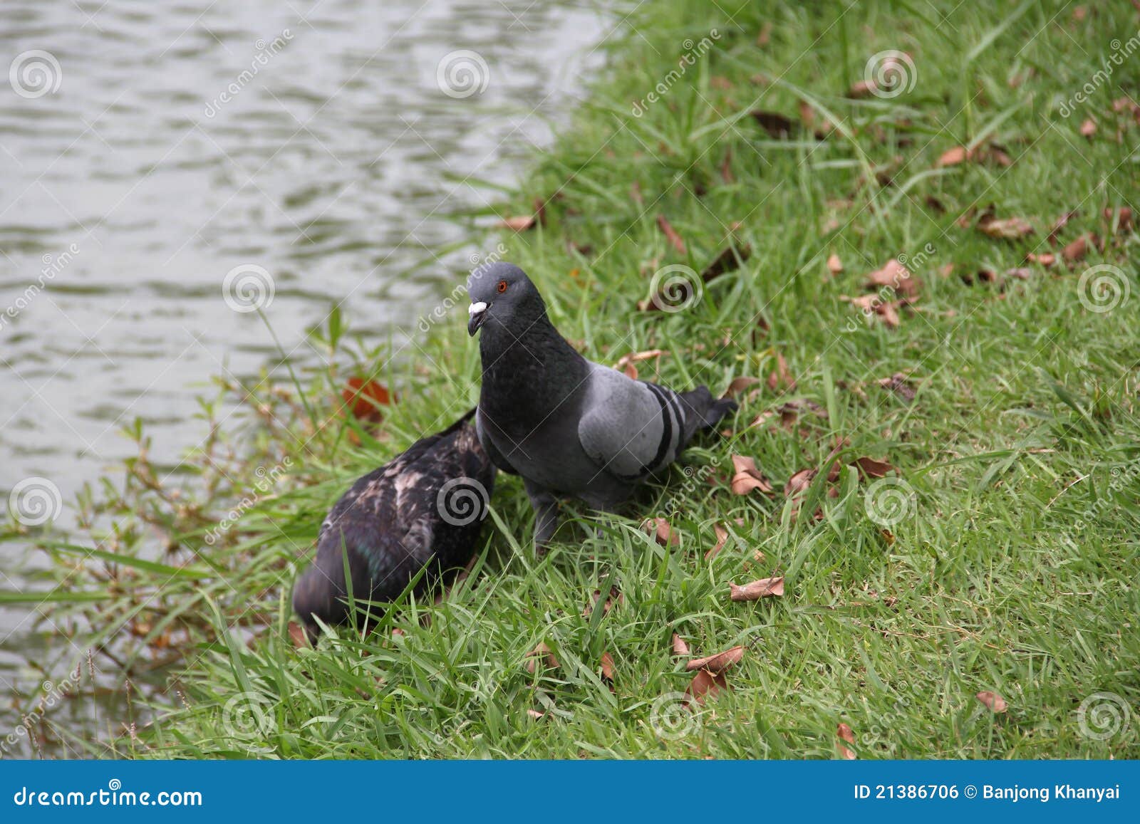 Grey pigeons stock photo. Image of nature, green, grass - 21386706