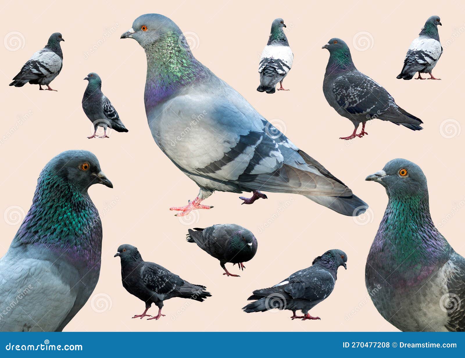 Grey Pigeons Set Doves in Different Poses Group Curious Urban Stock ...