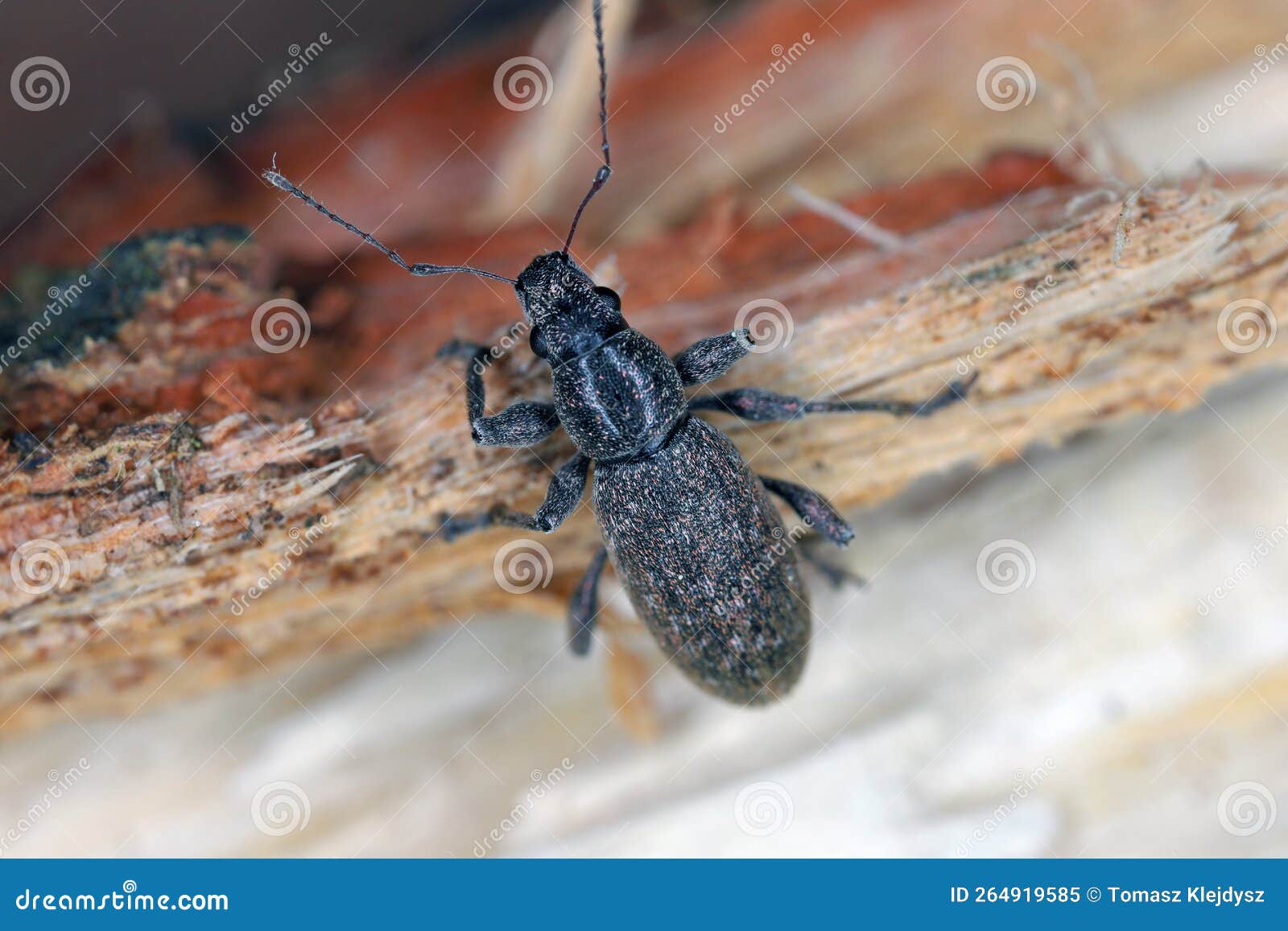 Grey Pine Weevil (Brachyderes Incanus). Stock Image - Image of ...