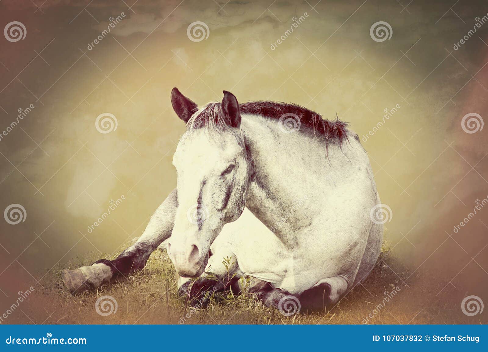 Grey Pinto Mare at Rest stock photo. Image of livestock - 107037832